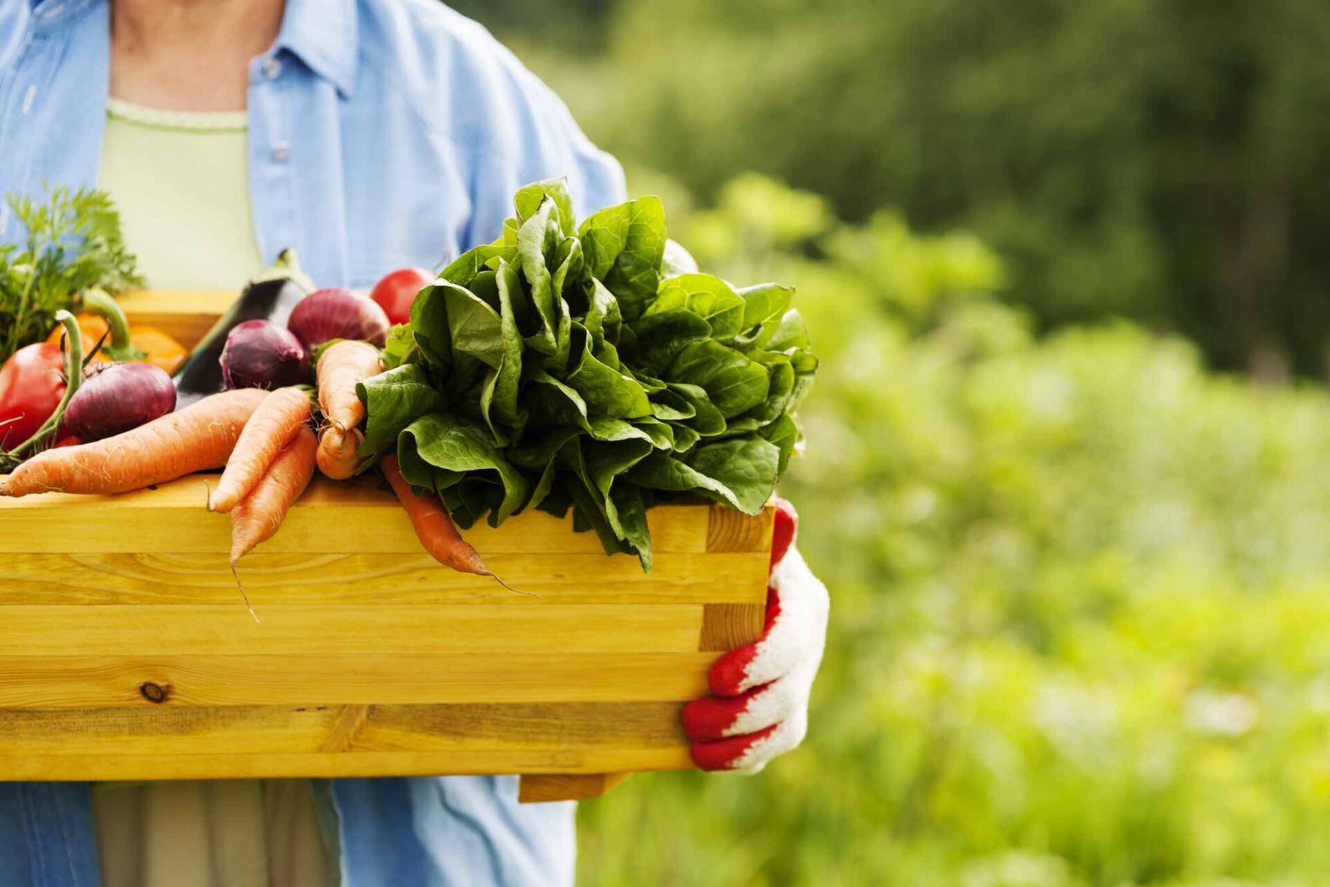 Drive-thru farm share food distribution for Osceola County residents ...