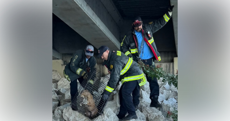 Orlando firefighters rescue dog trapped under SR 408 overpass - Orlando ...