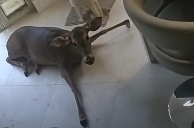 Deer enters Orange County home after crashing through window - Orlando ...