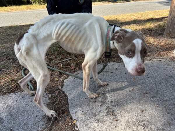 19-year-old charged with animal cruelty days after ‘severely ...