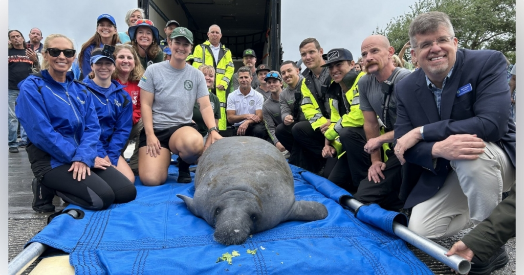 SeaWorld Orlando releases rescued manatee back into the wild - Orlando ...