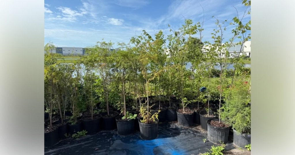 Orange County to give away free trees to residents during 'Adopt-a-Tree ...